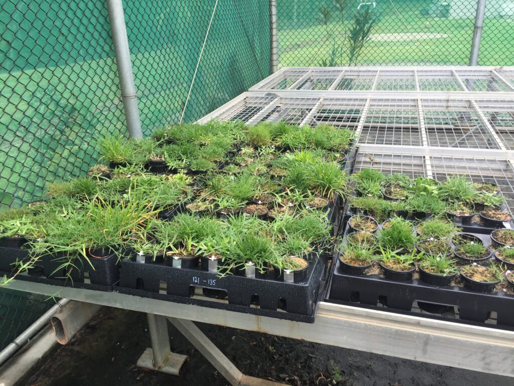 Turf Genetic Resource Centre material takes another step forward ...